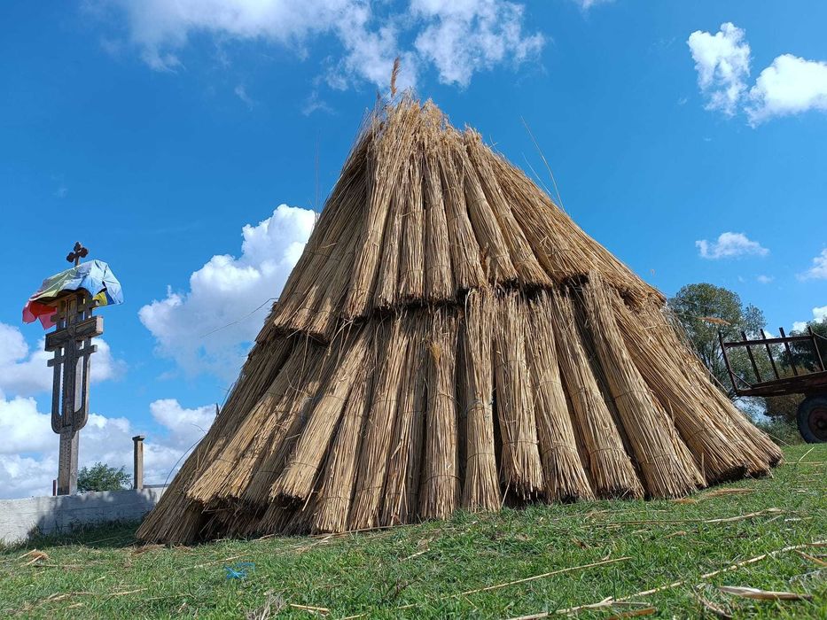 Vand stuf pentru acoperis, gard stuf. Reed bundles for roofs, fences ...