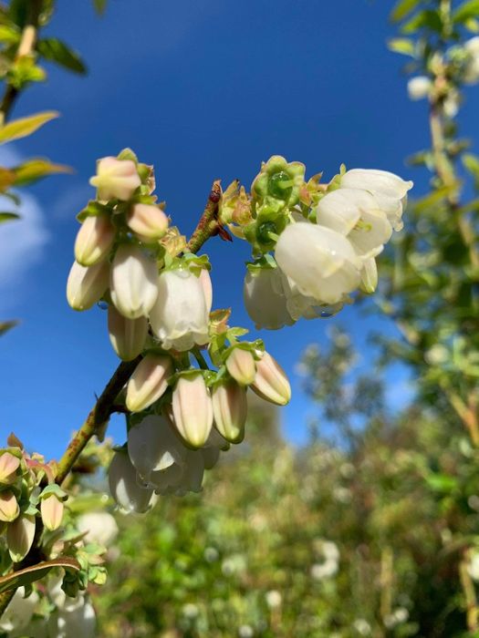 Butasi Afin de cultura Oradea • OLX.ro