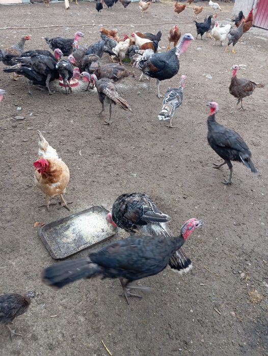 Van pui curca si gaina Calugareni • OLX.ro