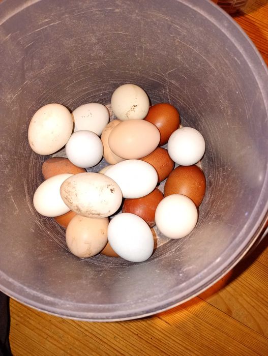 Oua incubat verzi normale și marans Brasov • OLX.ro