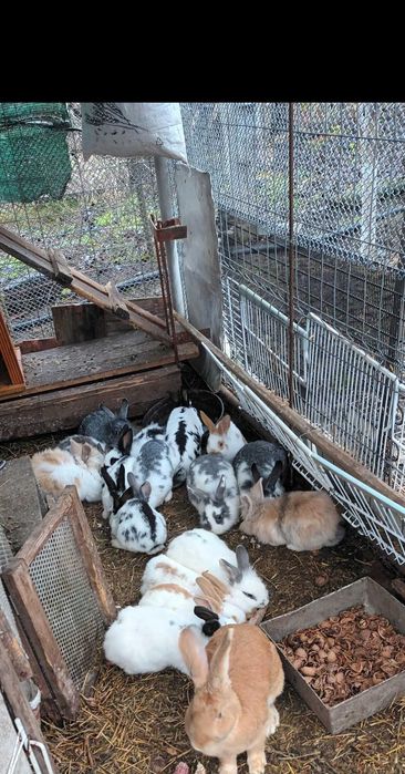 De vanzare iepuri Targu-Mures • OLX.ro