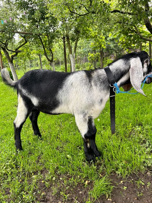 Iedute tapi si capre Anglo nubian Boita • OLX.ro