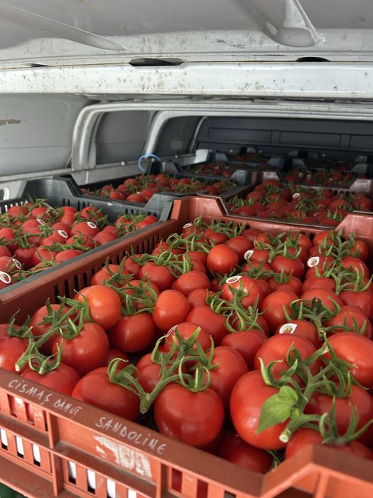 Rosii ciorchine ungaria lux Pecica • OLX.ro