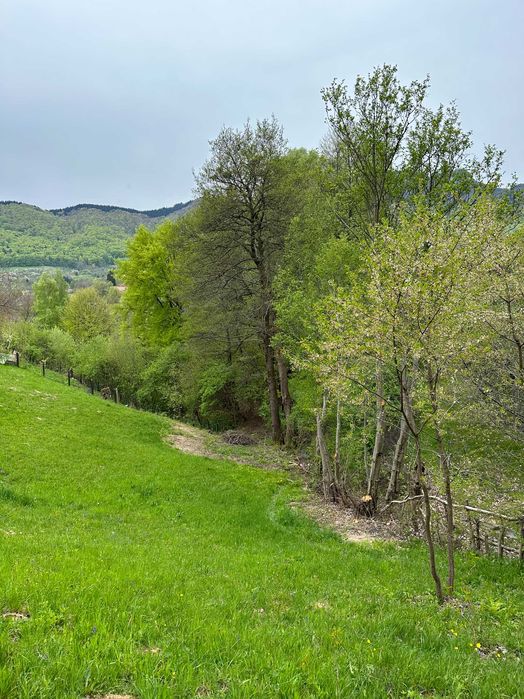 Teren Bran/Predelut Predelut • OLX.ro