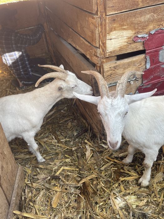 Vand 3 capre si un țap Saanen rasa pura. Focsani • OLX.ro