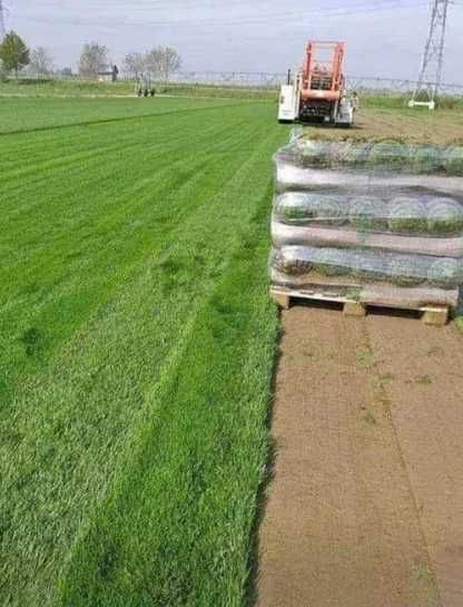 Gazon natural, perfect pentru curți și terenuri de sport Sibiu • OLX.ro