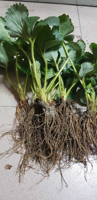 Stoloni capsuni albion Bucuresti Sectorul 6 • OLX.ro