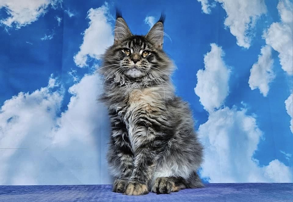 Maine coon puiut frumos Bucuresti Sectorul 3 • OLX.ro