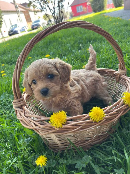 Catelusa Maltipoo 8 saptamani Arad • OLX.ro