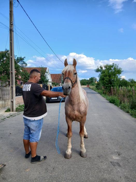 Cal de vanzare 9 ani I bun nare niciun defect Sarsig • OLX.ro