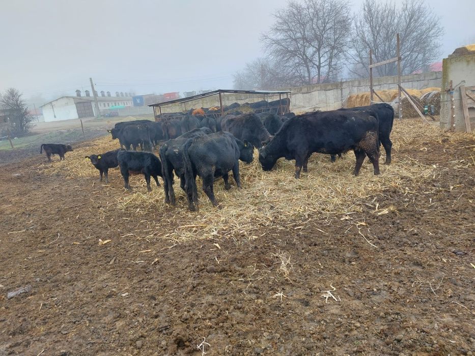 Vaci angus cu origine Targu Bujor • OLX.ro