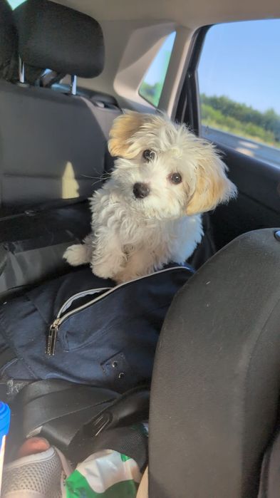Bichon havanez pui Otopeni • OLX.ro