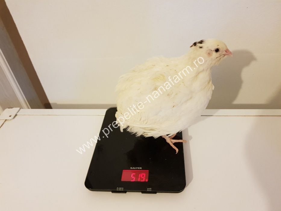 Oua de prepelita pentru incubat Polara Gigant Bucuresti Sectorul 5 • OLX.ro