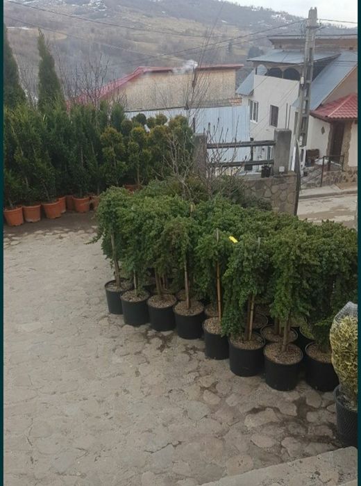 Bonsai pom pom tei spirala leylandii columnaris smarald etc Ploiesti ...