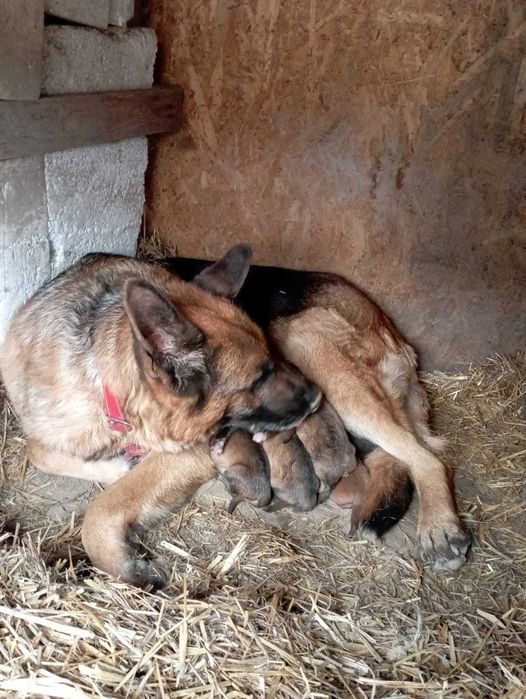 Pui de la ciobanesc german cu pedigree și metis Oradea • OLX.ro