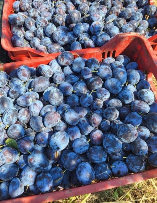 Prune de țuică și pălincă cu livrare la D.M în toată țara Ploiesti • OLX.ro