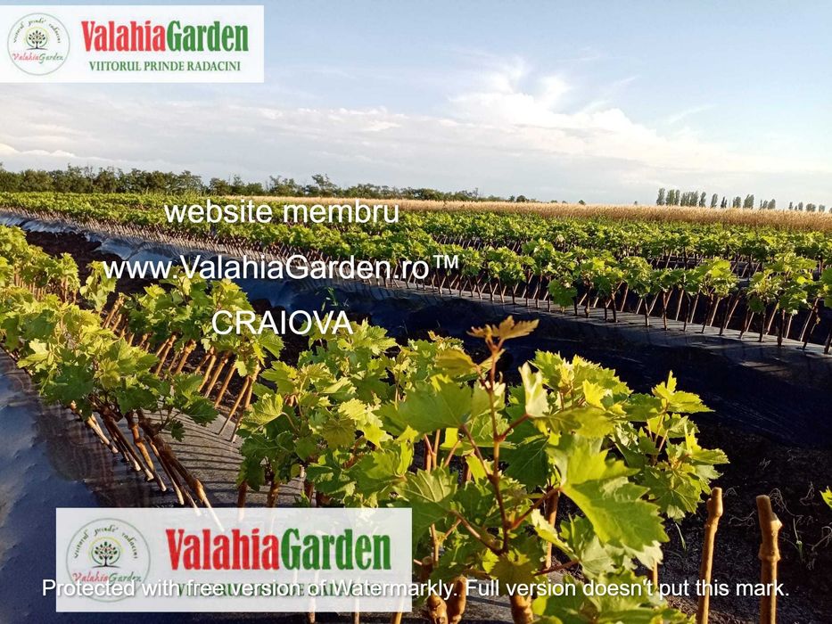 Butasi vita de vie anul 2 soiuri de vin si de masa Craiova • OLX.ro