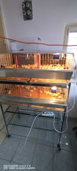 Vand oua prepelita și prepelițe outoare Rosiori de Vede • OLX.ro