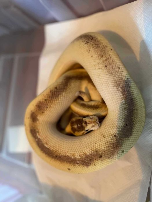 Reptile de vanzare/corn snake/ball python/milk snake, trimit in tara ...