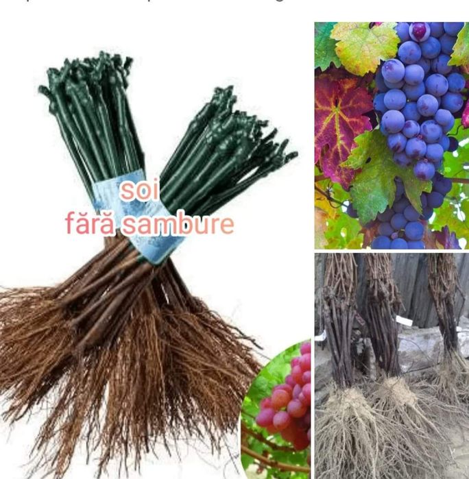 Vand butasi vita de vie Botosani • OLX.ro