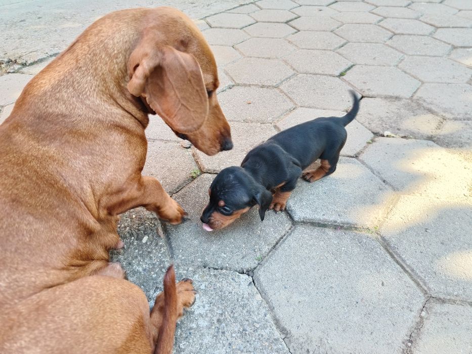 Pui teckel/dachshund femelă negru cu pete de foc Turda • OLX.ro