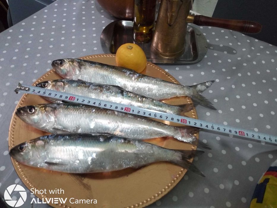 Vand scrumbie proaspata superioara capturata din Dunare Galati • OLX.ro