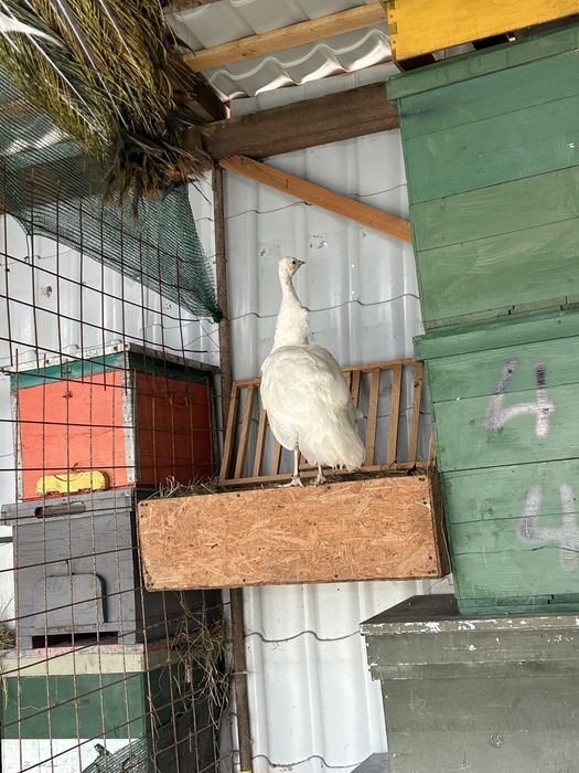 Paunite mature de vanzare Horezu • OLX.ro