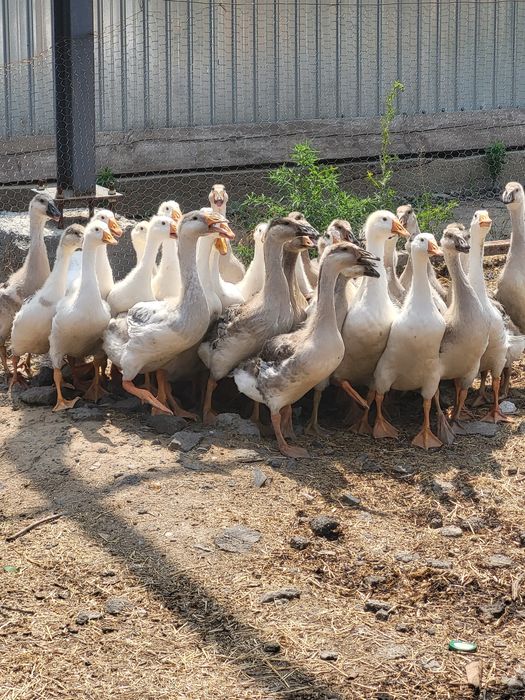 Boboci de gasca de 3 luni pret 80 lei buc Baldovinesti • OLX.ro