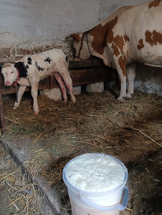 De vanzare vaca cu vițică Ohaba-Forgaci • OLX.ro