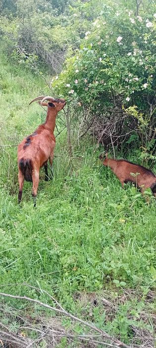 Capre alpine franceze Serbesti • OLX.ro