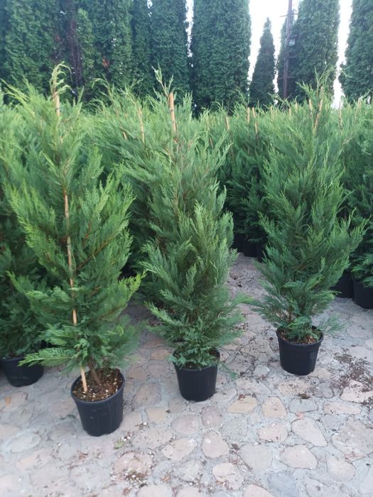 Chiparos leylandi gard viu verde persil Bragadiru • OLX.ro