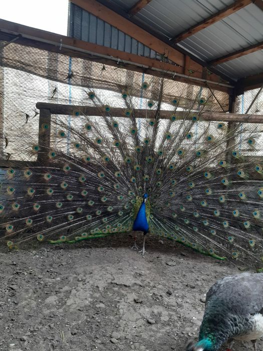 Pauni maturi si pui Buzau • OLX.ro