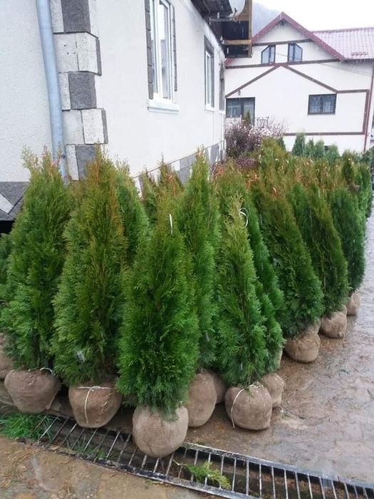 Tuia la cel mai mic preț din România Targoviste • OLX.ro