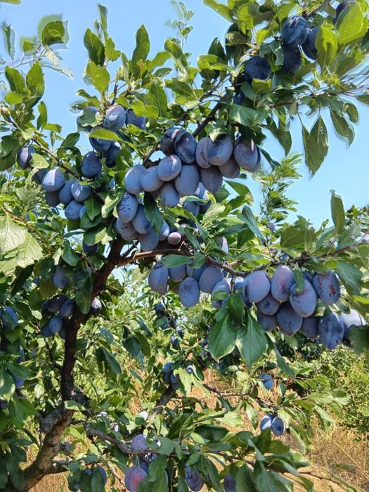 Vând prune de țuică din propria mea livada . Mizil • OLX.ro