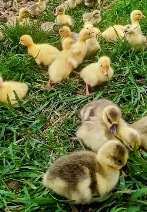 Boboci de gâscă și boboci de rață Calugareni • OLX.ro