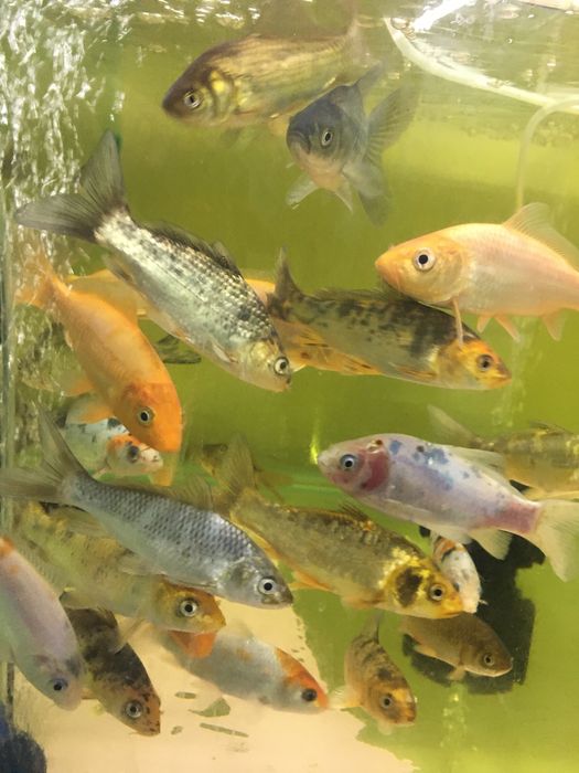 Crapi koi si carasi pesti de acvariu si de iaz, diferite linii si mari ...