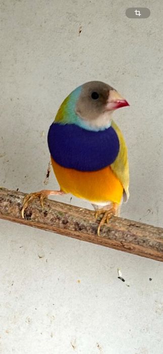 Gould amandine mascul Beharca • OLX.ro