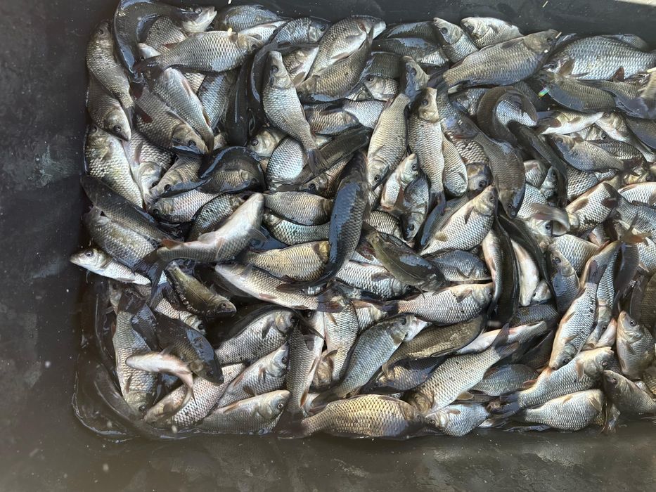 Vindem puiet de pește, crap viu , peste viu Suceava • OLX.ro