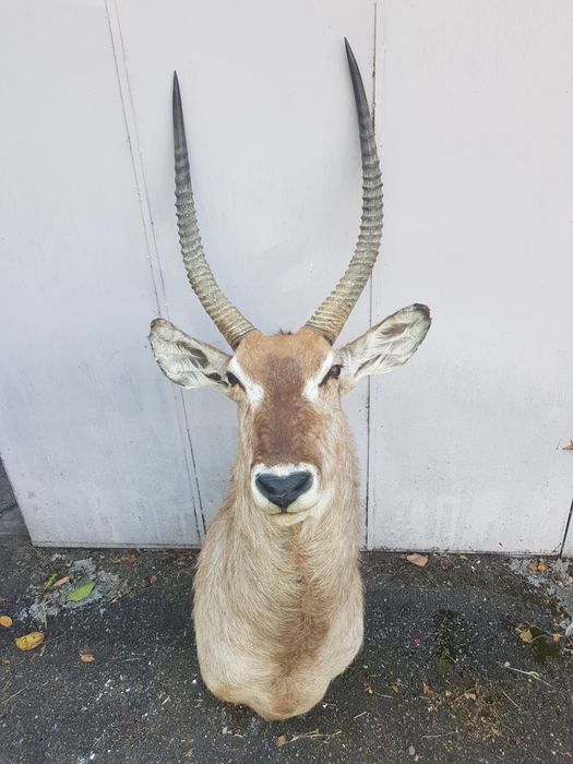Vand cap cu trunchi impaiat de antilopa Ploiesti • OLX.ro