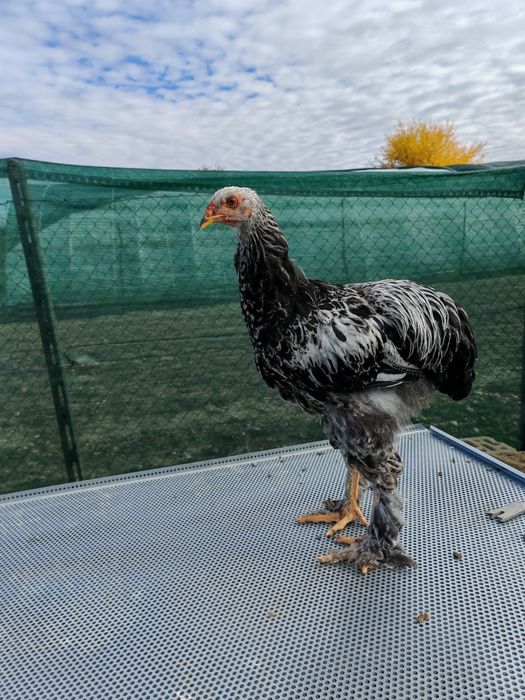 Cocos Brahma de vânzare Ineu • OLX.ro