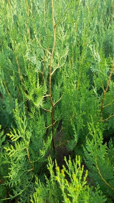 Tuia Biota Orientalis Slobozia Noua • OLX.ro