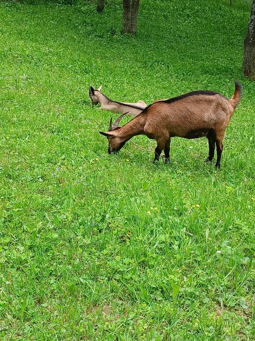 Vand capra tanara foarte buna de lapte Borsa • OLX.ro