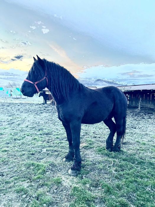 Cal semigreu Percheron Eliseni • OLX.ro