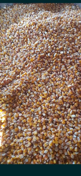 Vand porumb boabe productie 2024 Alunis • OLX.ro