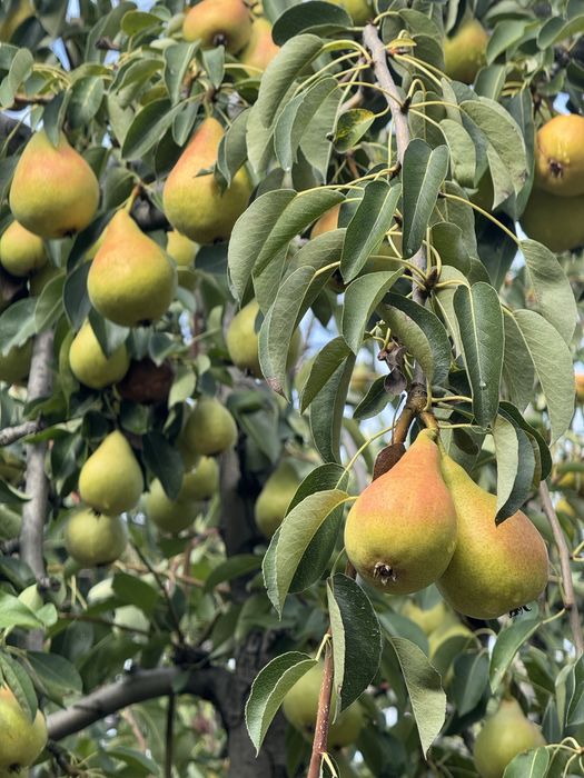 Pere Napoca de vanzare Bogati • OLX.ro