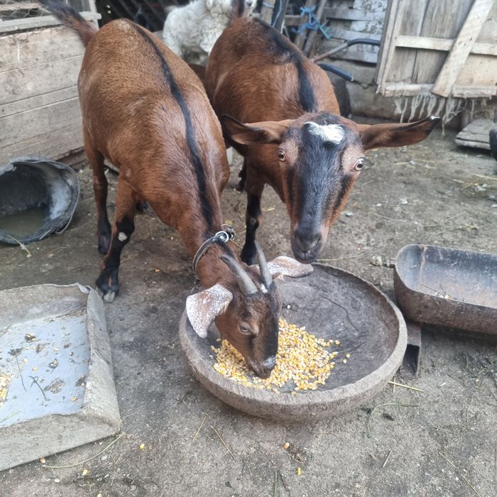 Capre alpina franceza/ capra anglo nubiana / tap anglonubian/Tap Anglo ...