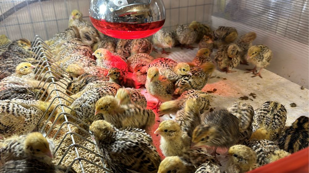 Oua Prepelite pui Custi capcane maternitati Pitesti • OLX.ro