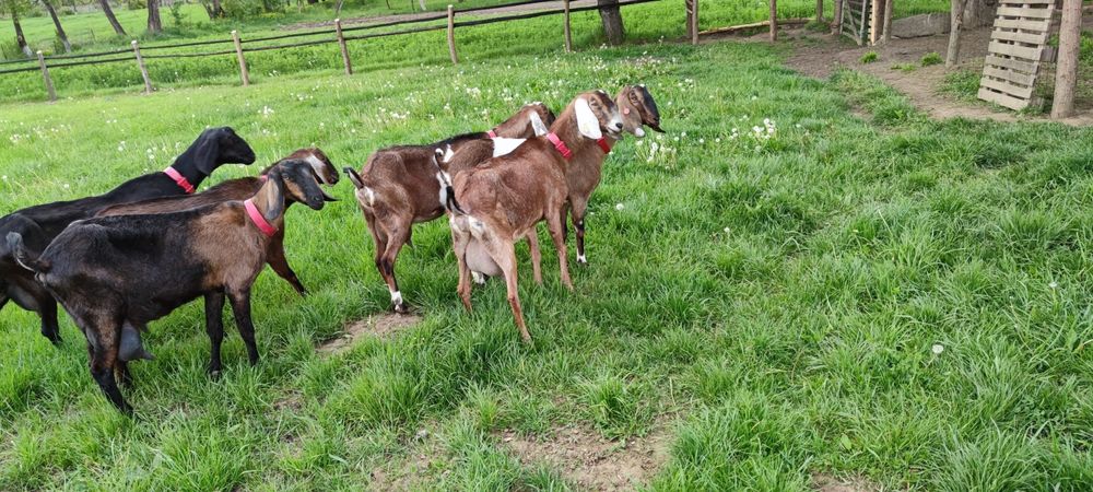 Lapte bio de capra Anglonubiana Cristian • OLX.ro