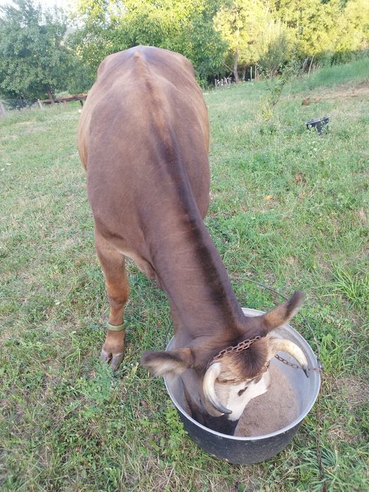 Vaci de lapte foarte blande Olteni • OLX.ro