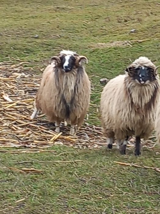 Berbec disponibil Alba Iulia • OLX.ro